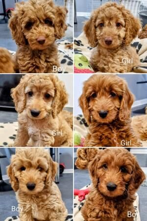 Buy and sell Cockapoo puppies and dogs online | Cockapoo Owners