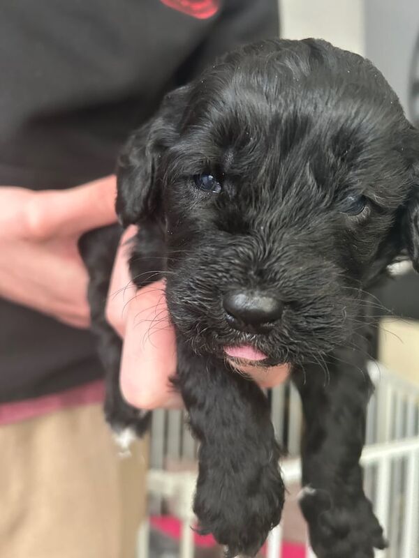 Cockapoos X6 - Cockapoo Puppies For Sale in Blackpool, Lancashire ...