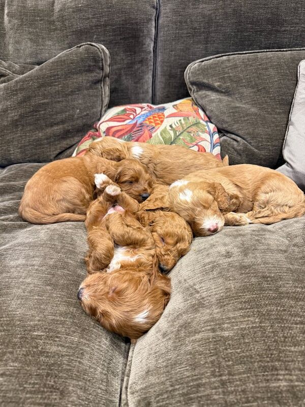 Kennel Club Registered Cockapoo Puppies For Sale From Private Sellers ...