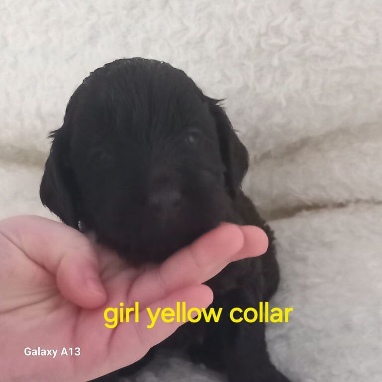 Puppies under 500 store