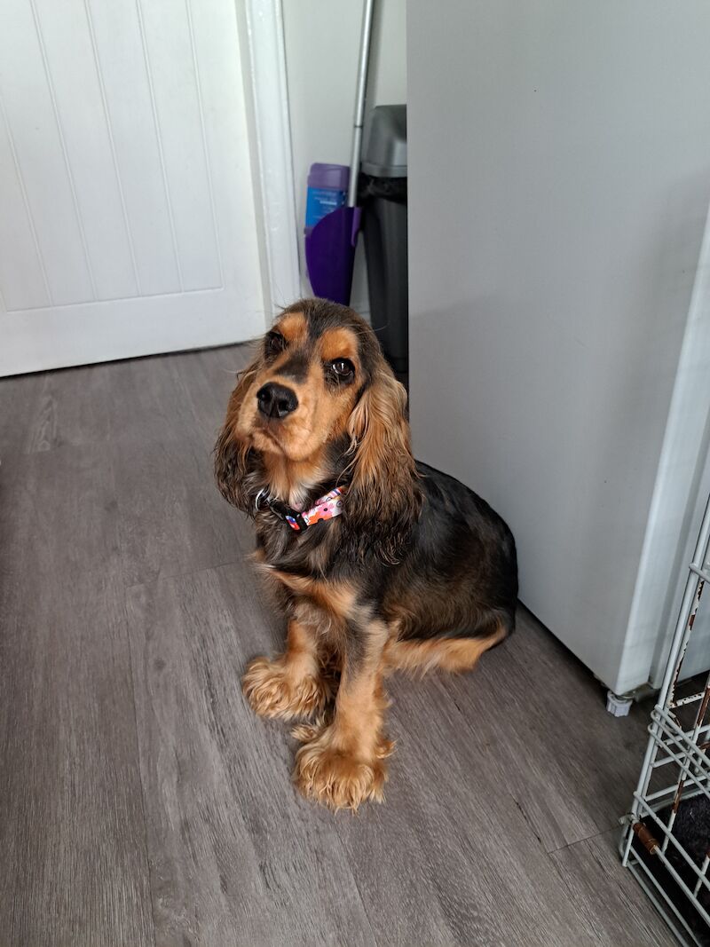 Beautiful Unique Cockapoo Puppies 🩷🩵 For Sale in Staffordshire