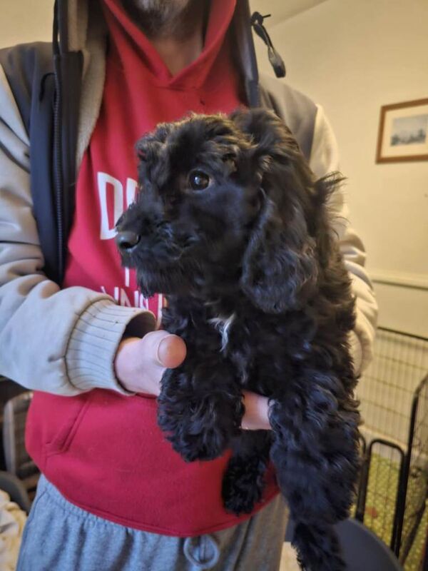 Kennel Club Registered Cockapoo Puppies For Sale From Private Sellers ...