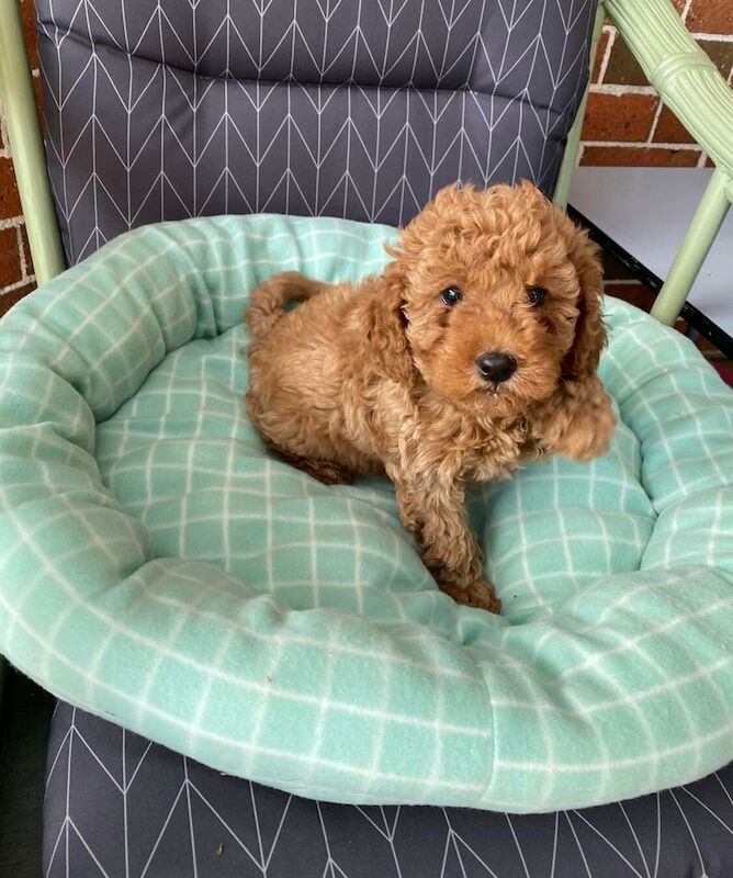 Results Page 2 For Cockapoo Dogs And Puppies For Sale