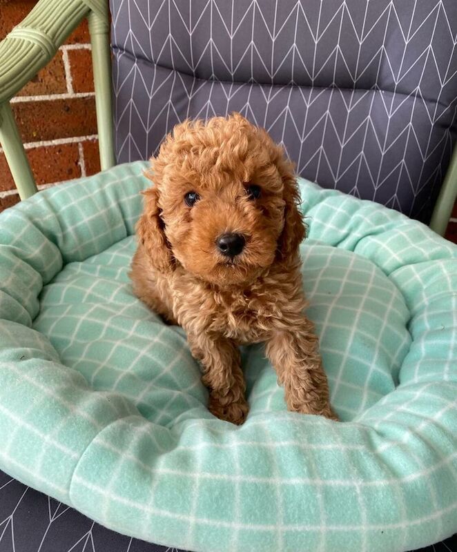 Results Page 2 For Cockapoo Dogs And Puppies For Sale