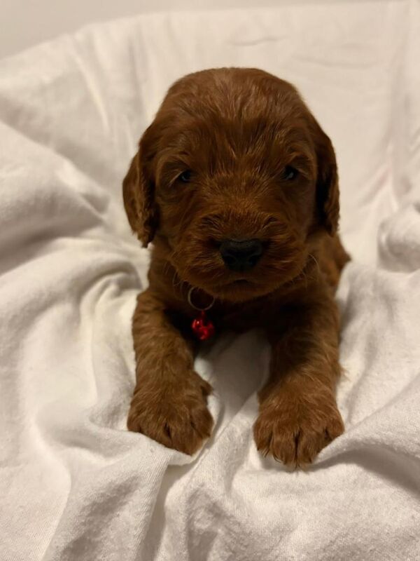 Kennel Club Registered Cockapoo Puppies For Sale From Private Sellers ...