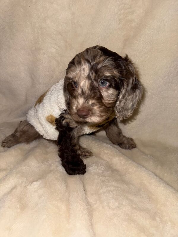 F1 Cockapoo Puppies For Sale in Shiremoor, Tyne and Wear