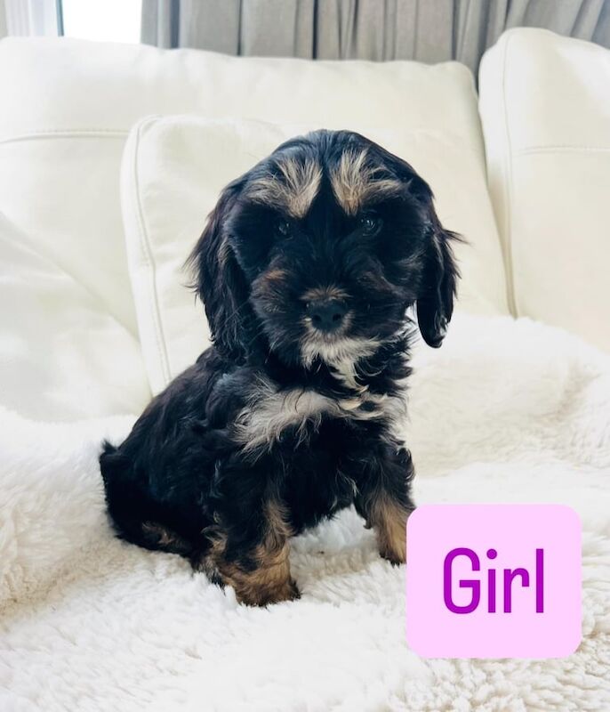 Merle Health Tested Cockapoo Puppies For Sale | Cockapoo Owners