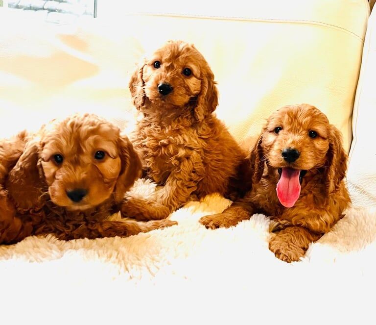 Miniature Cockapoo Puppies For Sale | Cockapoo Owners