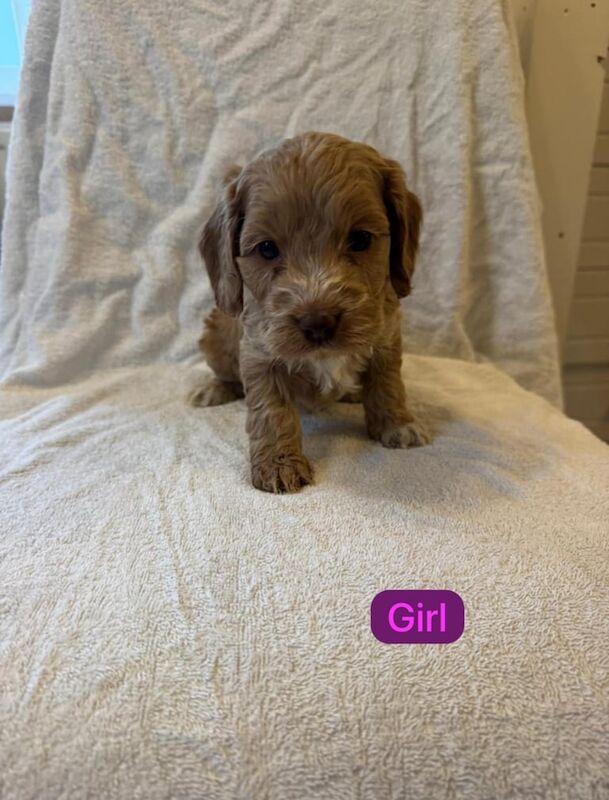 F1 Cockapoo Puppy's For Sale in Dereham, Norfolk
