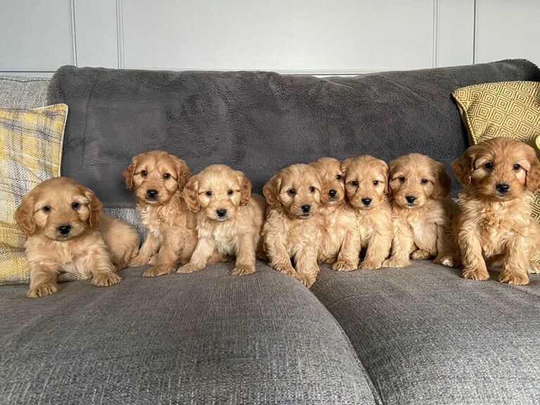 Cockapoo Puppies For Sale In Northern Ireland Under 500 Cockapoo Owners