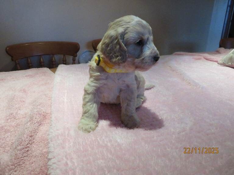 Kennel Club Registered Cockapoo Puppies For Sale From Private Sellers ...