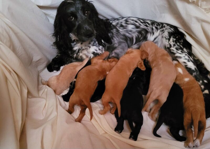Cockapoo Dogs And Puppies For Sale Under £500