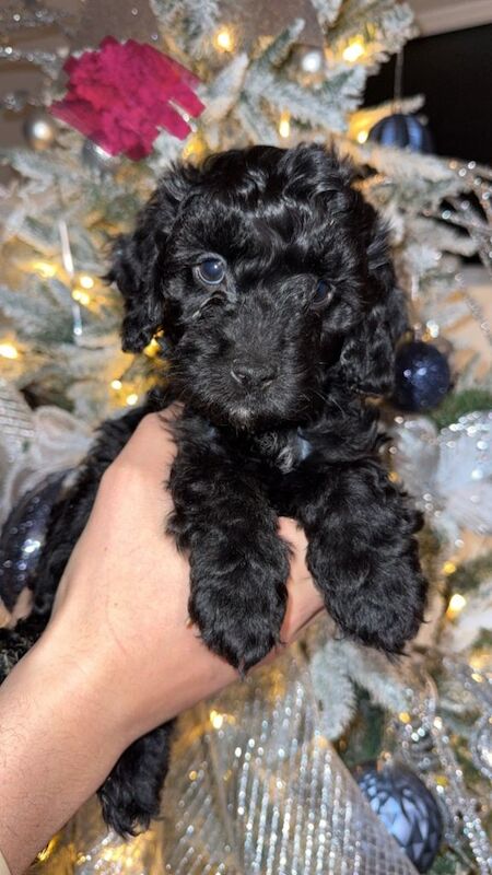 Kennel Club Registered Cockapoo Puppies For Sale From Private Sellers ...