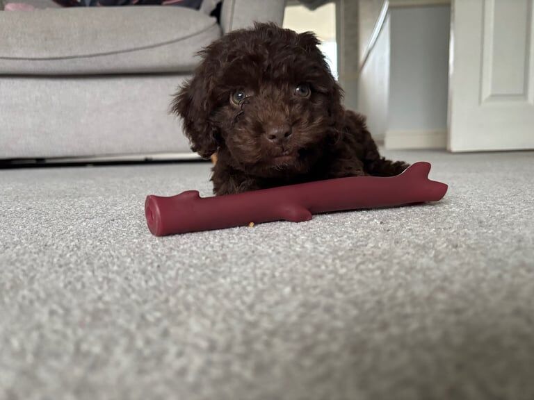Miniature Cockapoo Puppies For Sale | Cockapoo Owners