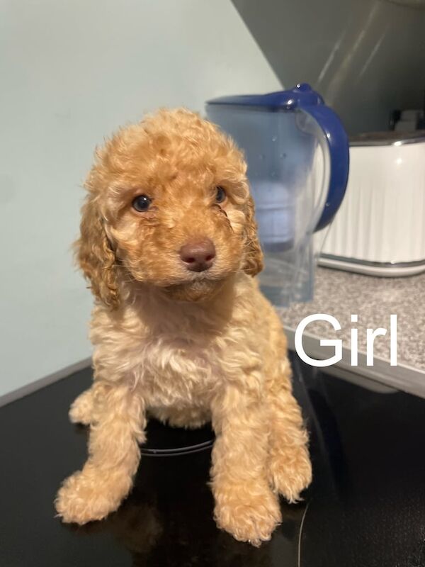 Brown/Chocolate Cockapoo Puppies For Sale | Cockapoo Owners