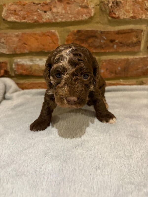 Miniature Cockapoo Puppies For Sale | Cockapoo Owners