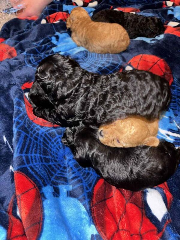 F1B COCKAPOOS - Cockapoo Puppies For Sale in Lincoln, Lincolnshire ...