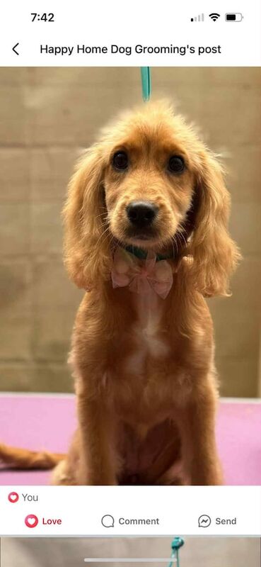 F2 Cockapoo 6 Months Old For Sale in Antrim, County Antrim | Cockapoo ...