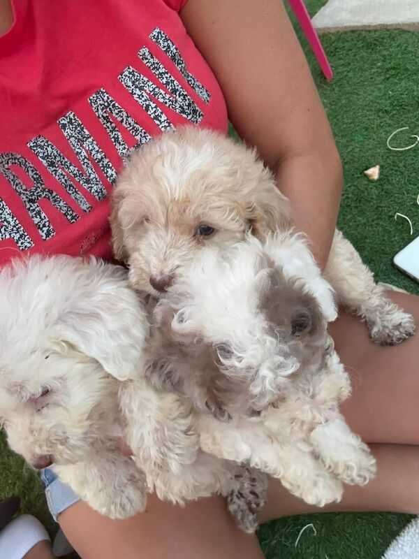 F1 Cockapoos From Extensive Health Tested Parents - Cockapoo Puppies ...