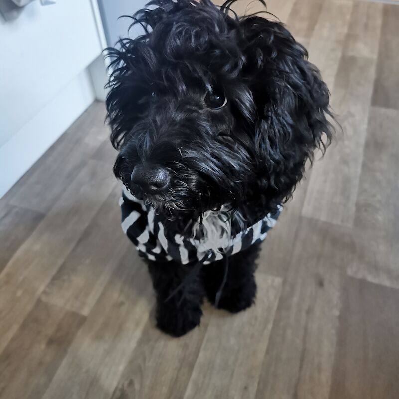 Kennel Club Registered Cockapoo Dogs And Puppies For Sale