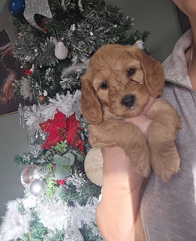 Kennel Club Registered Cockapoo Puppies For Sale From Private Sellers ...