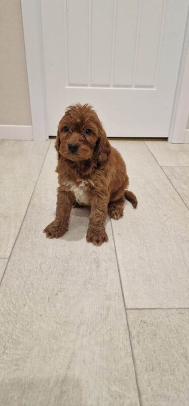 Healthy Cockapoo Puppies For Sale in Walsall, West Midlands | Cockapoo ...