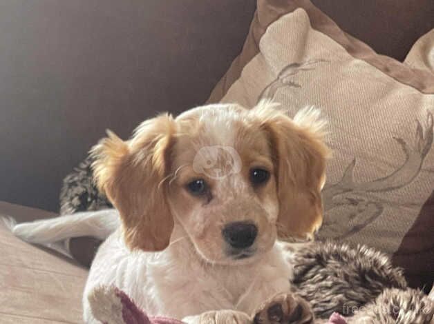 Buy and sell Cockapoo puppies and dogs online | Cockapoo Owners