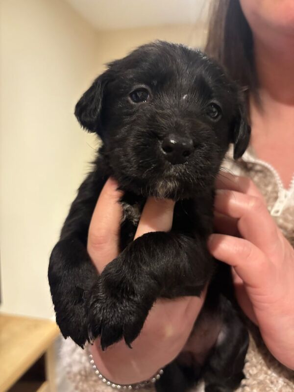 Black Cockapoo Puppies For Sale | Cockapoo Owners