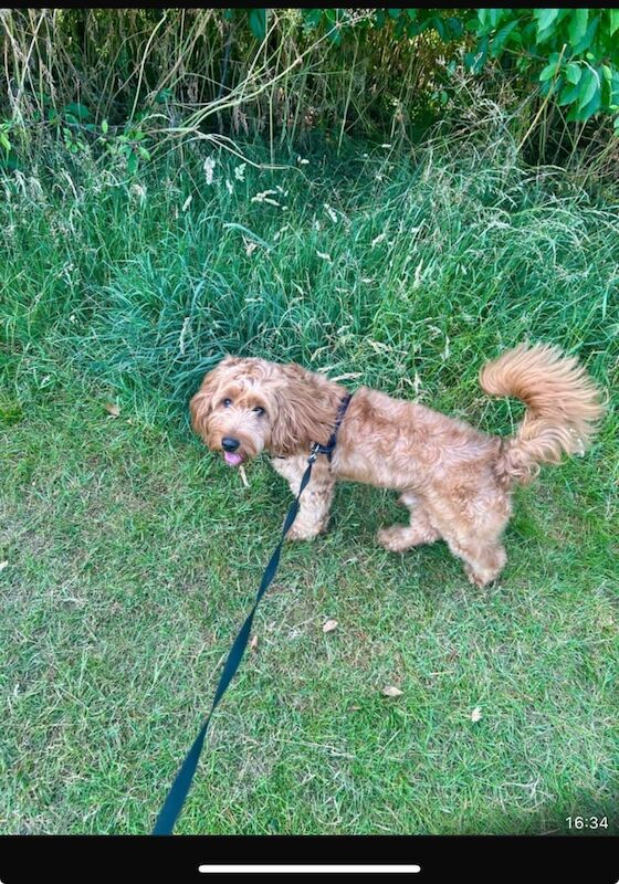 Brown/Chocolate Cockapoo Puppies For Sale | Cockapoo Owners