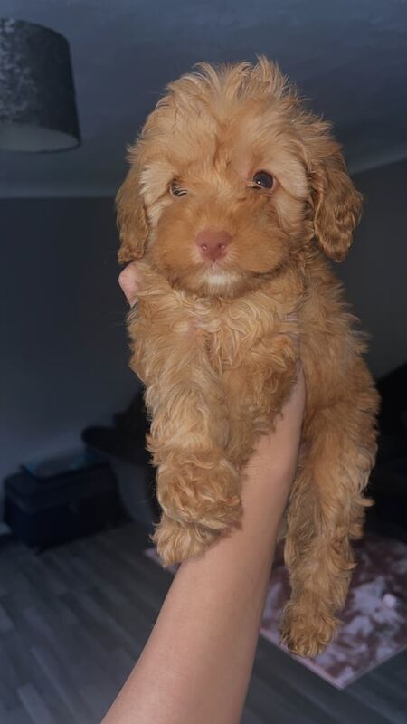 Miniature Cockapoo Puppies For Sale | Cockapoo Owners