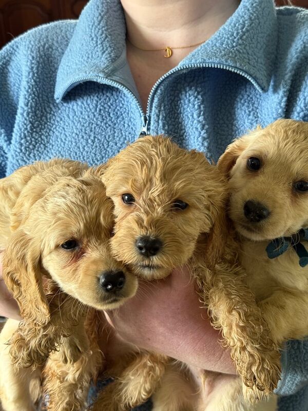 Miniature Cockapoo Puppies For Sale | Cockapoo Owners