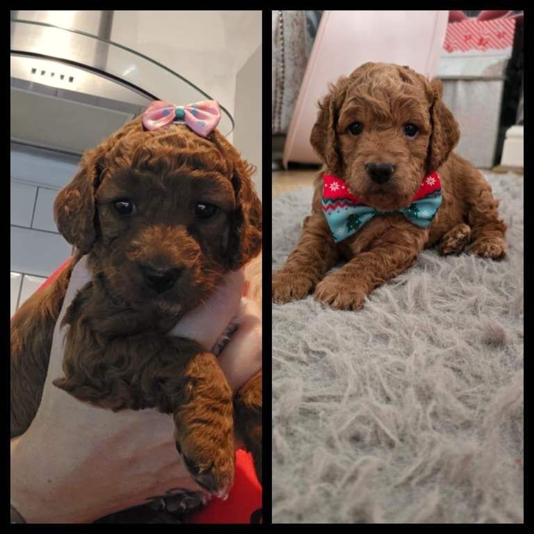 Miniature Cockapoo Puppies For Sale | Cockapoo Owners