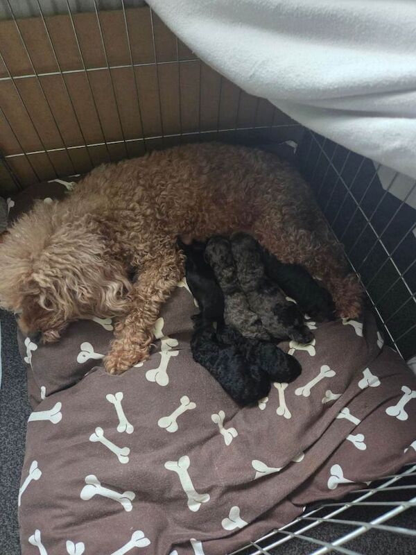 Puppy Cockapoos - Cockapoo Puppies For Sale in Egham, Surrey | Cockapoo ...