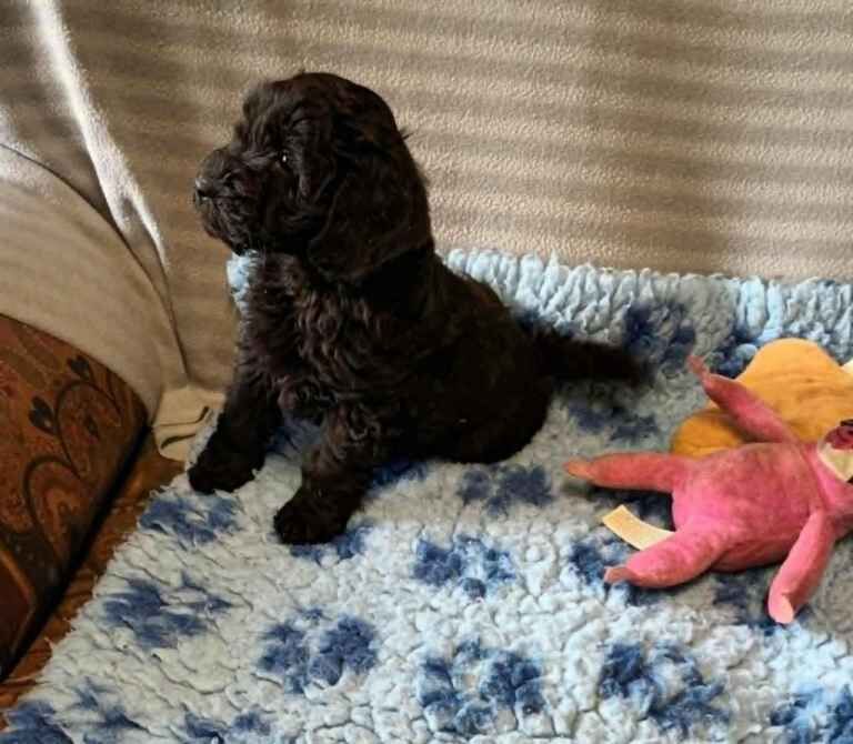 Miniature Kennel Club Registered Cockapoo Puppies For Sale | Cockapoo ...