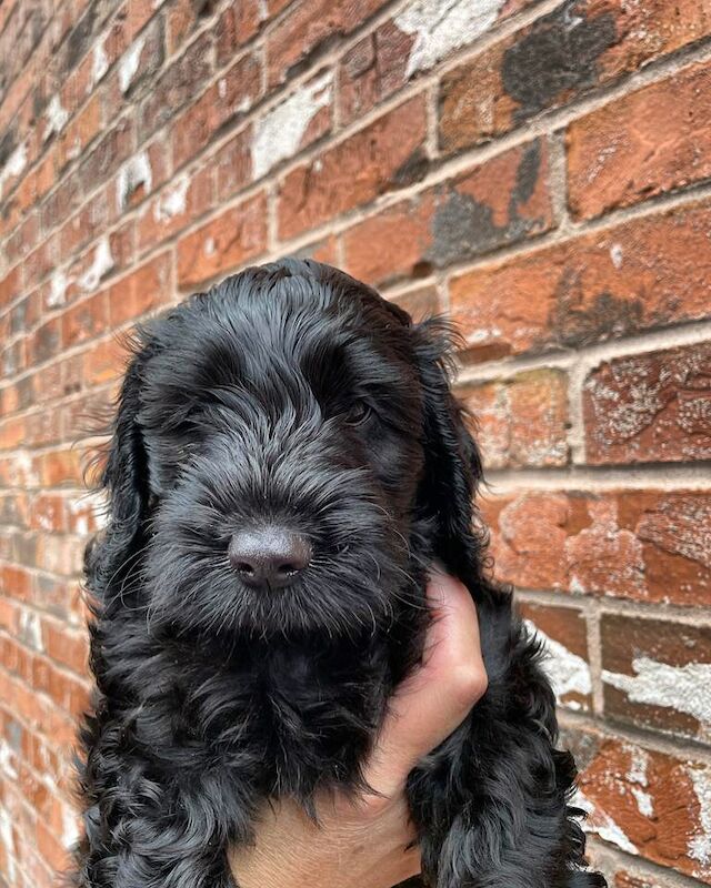 Cockapoo Black Puppy