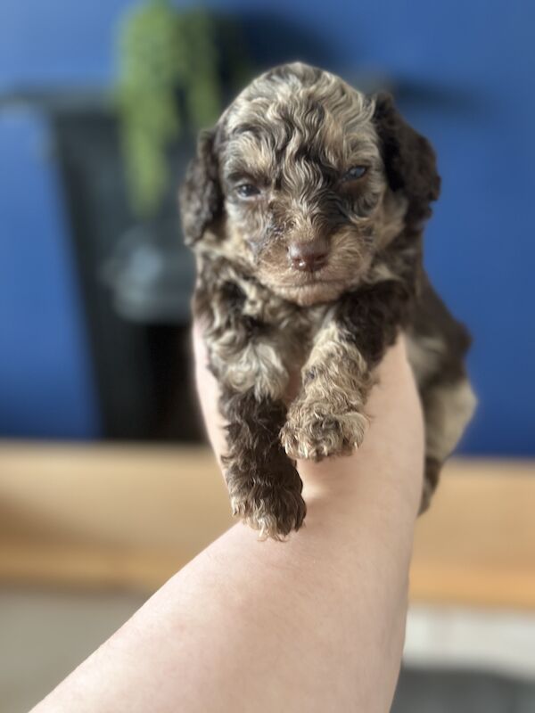 Stunning Chocolate Merle F1b Cockapoos - Cockapoo Puppies For Sale in ...