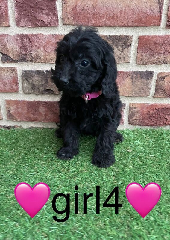 stunning Cockapoo Puppies For Sale in Wisbech, Cambridgeshire ...