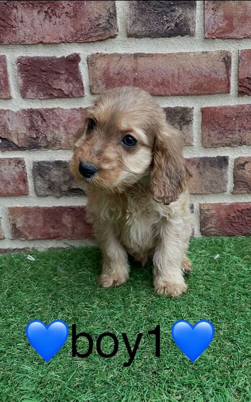 stunning Cockapoo Puppies For Sale in Wisbech, Cambridgeshire ...