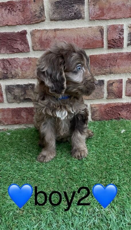 stunning Cockapoo Puppies For Sale in Wisbech, Cambridgeshire ...