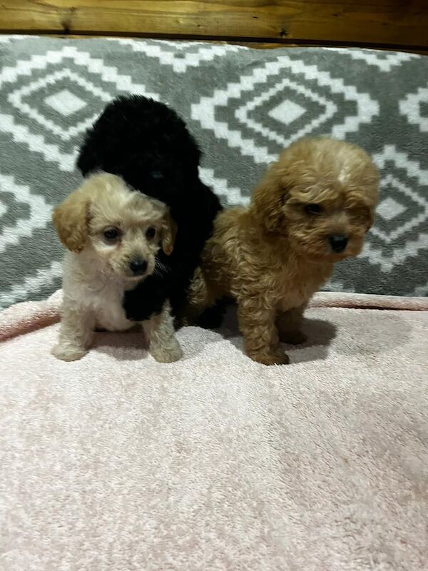 Stunning F1b Cockapoo Puppies For Sale in Eye, Suffolk | Cockapoo Owners