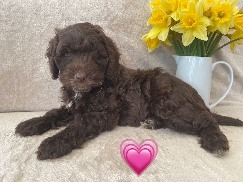 Stunning Litter Of 10 F1 Show Cockapoos - Cockapoo Puppies For Sale in ...