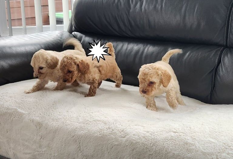 Toy Cockapoo Puppie For Sale in Sutton in Ashfield, Nottinghamshire