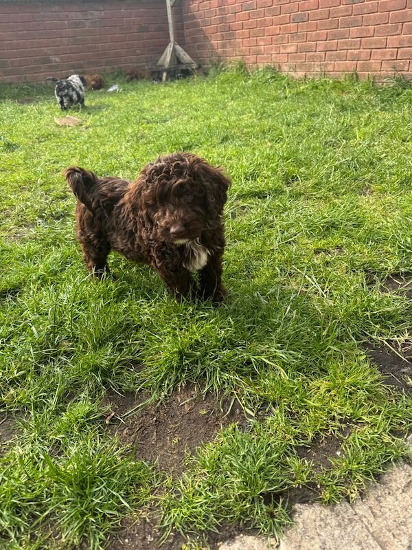 Miniature Cockapoo Puppies For Sale | Cockapoo Owners