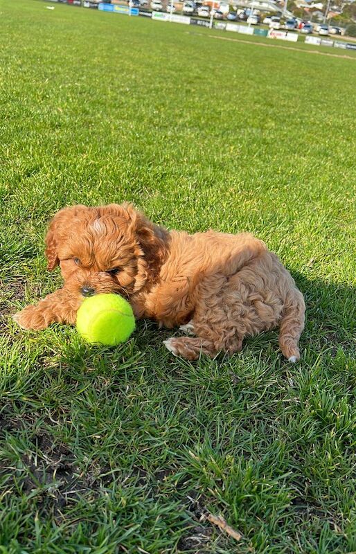 Kennel Club Registered Cockapoo Dogs And Puppies For Sale
