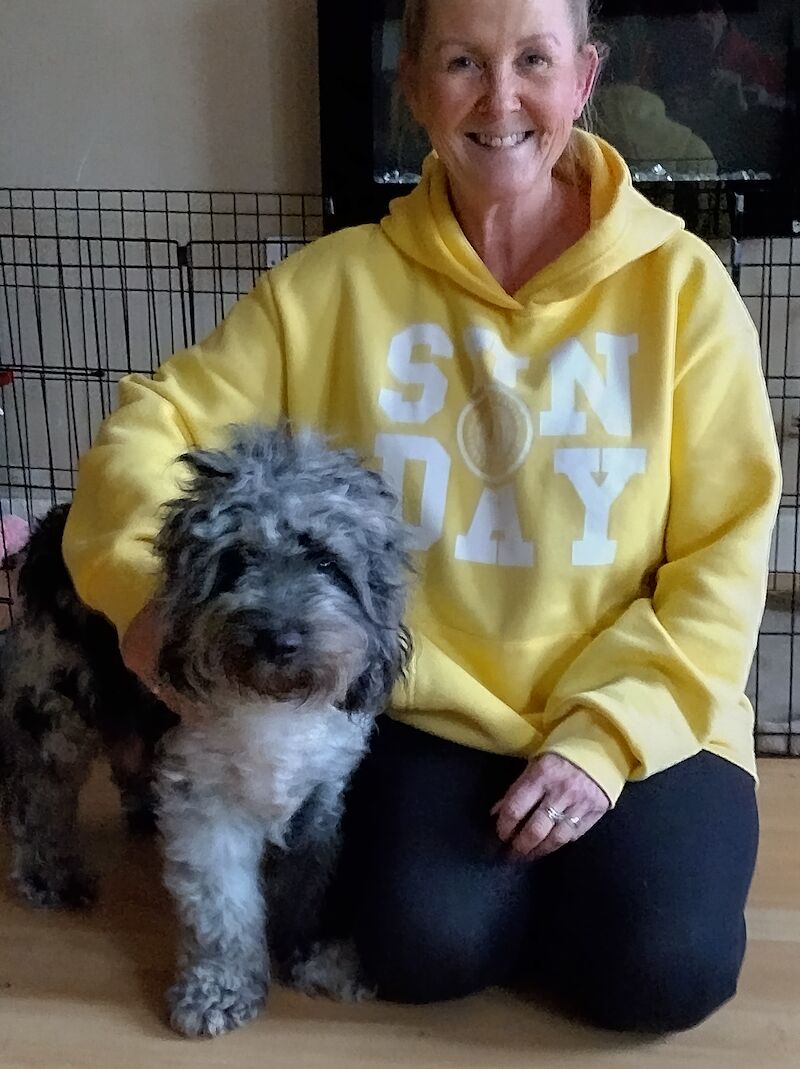 Kennel Club Registered Cockapoo Dogs And Puppies For Sale